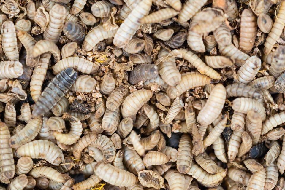 Insecten kweek: de nieuwe industrie! | Dawsongroup